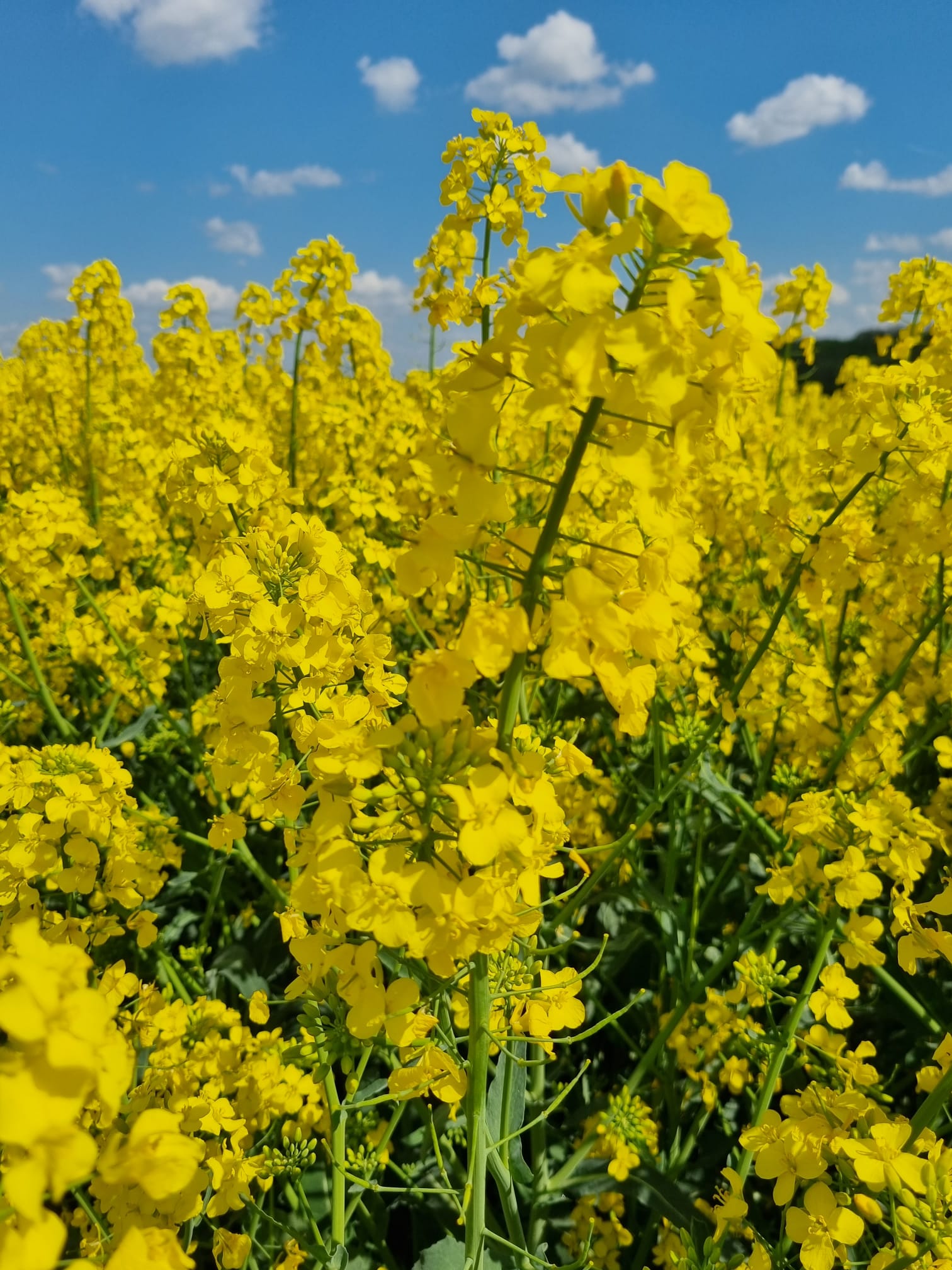 Oferta na nasiona rzepaku | Poltor